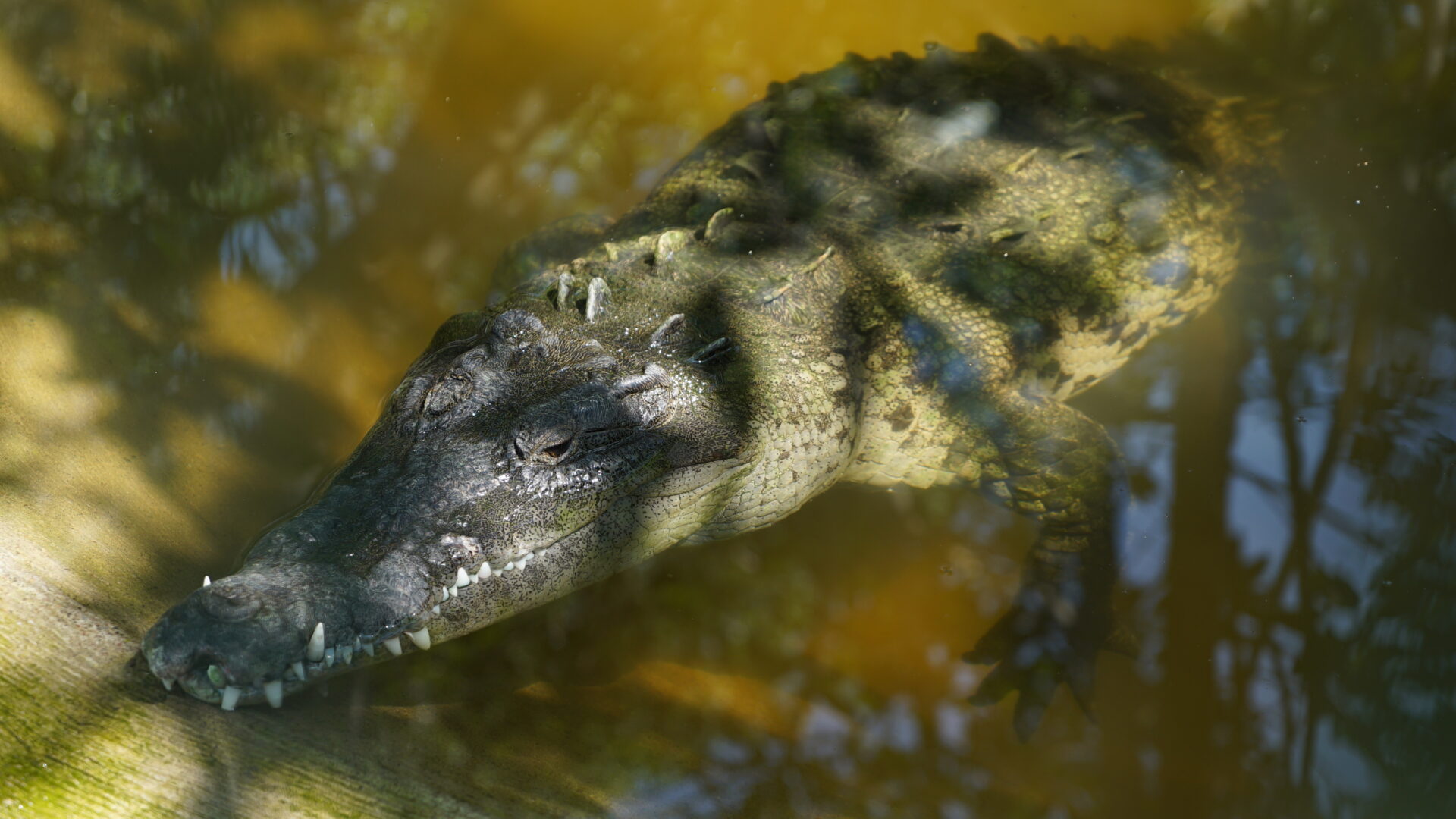 San Blas Riviera Nayarit, Puerto Mágico est rempli d’histoire et de ...
