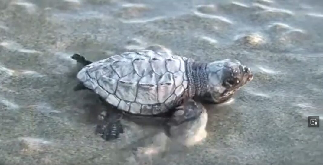 Puerto Vallarta protection turtles camp. - Promovision