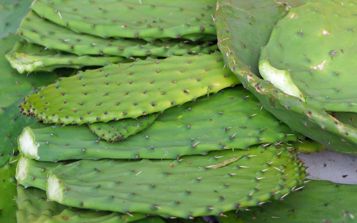 Avantages Santé : Le Nopal, Cactus Comestible - Promovision